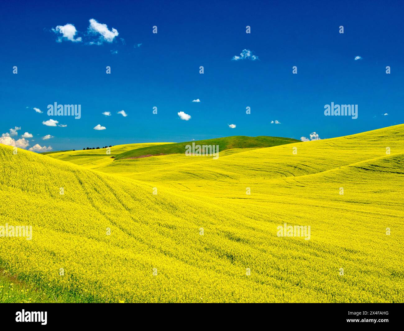 USA, Washington State, Palouse Region. Spring canola field with ...