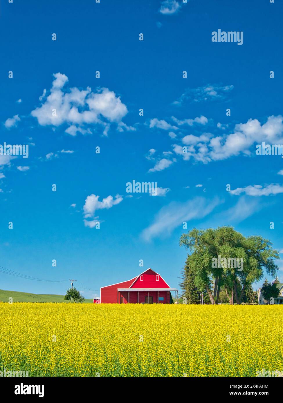 USA, Washington State, Palouse Region. Red barn in Spring canola field ...