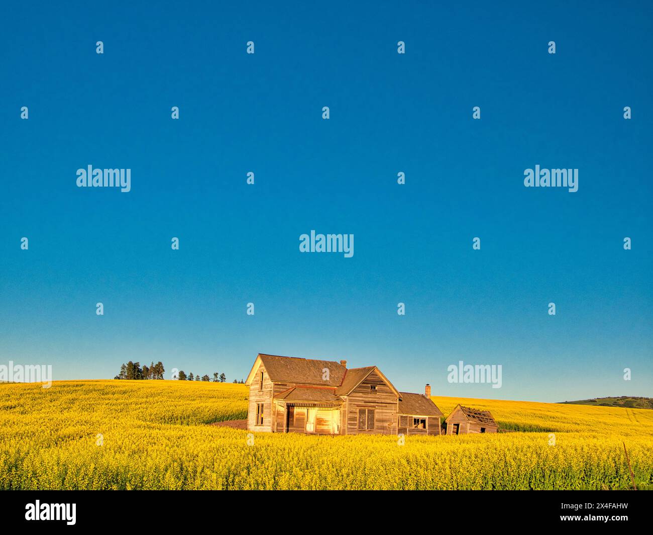 USA, Washington State, Palouse Region. Old homestead in Spring canola ...