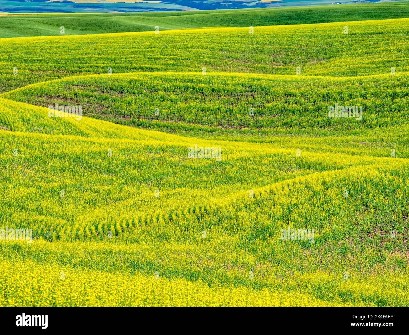 USA, Washington State, Palouse Region. Rolling hills of canola Stock ...