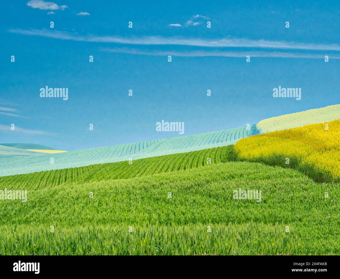 USA, Washington State, Palouse Region. Spring canola and wheat fields ...