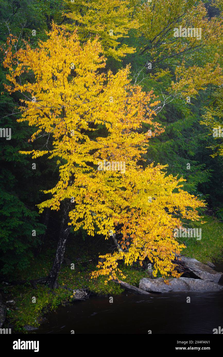USA, West Virginia, Canaan Valley State Park. Tree in autumn foliage ...