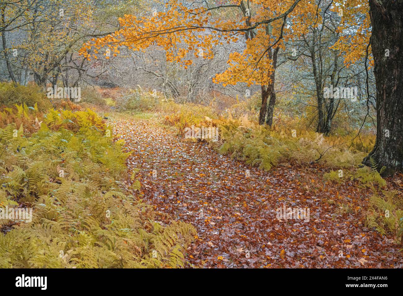 USA, West Virginia, Canaan Valley State Park. Forest scenic in autumn ...