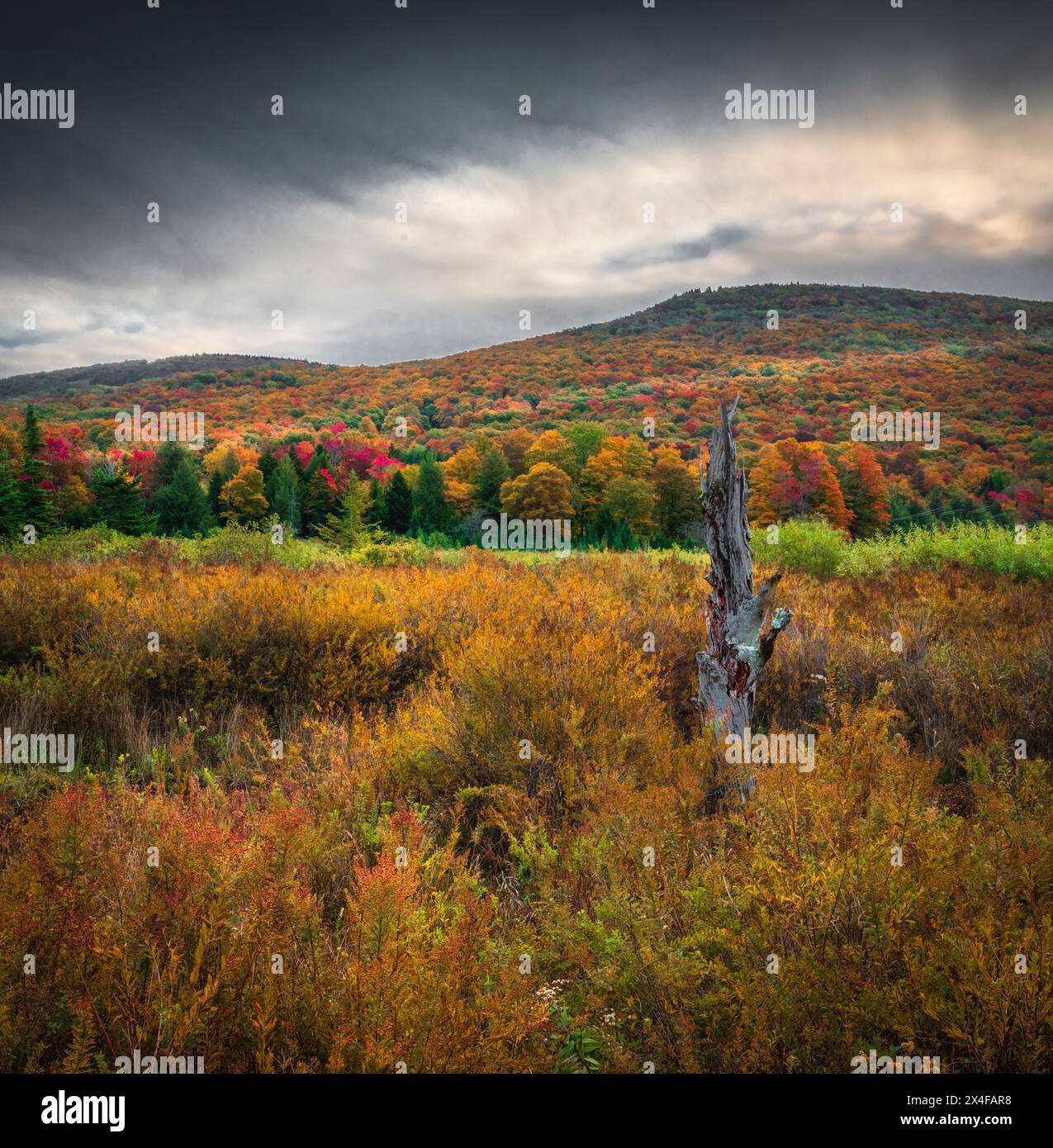 USA, West Virginia, Canaan Valley State Park. Forest and hills in ...