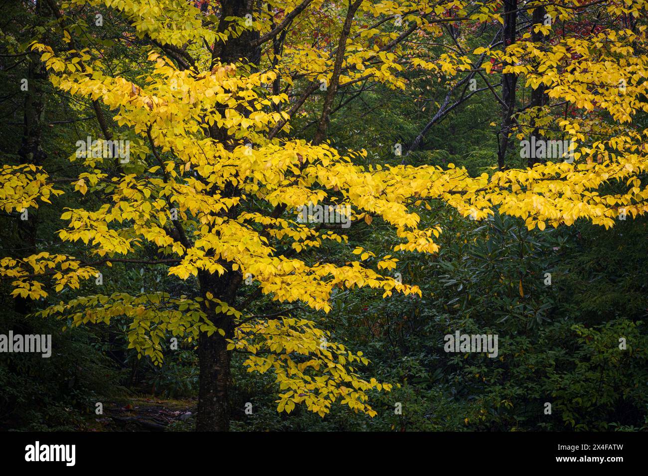 USA, West Virginia, Canaan Valley State Park. Tree in autumn foliage ...