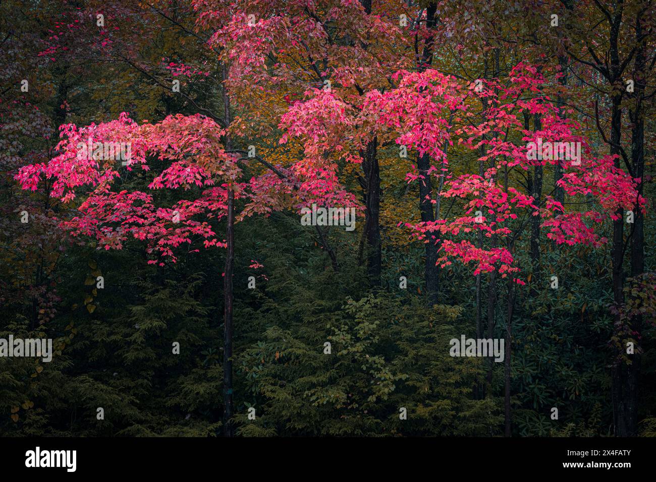 West virginia fall foliage hi-res stock photography and images - Alamy