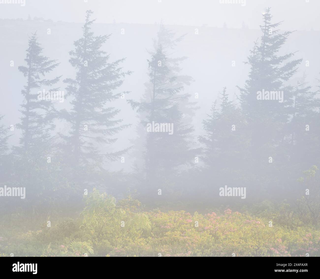 Dolly trees hi-res stock photography and images - Alamy