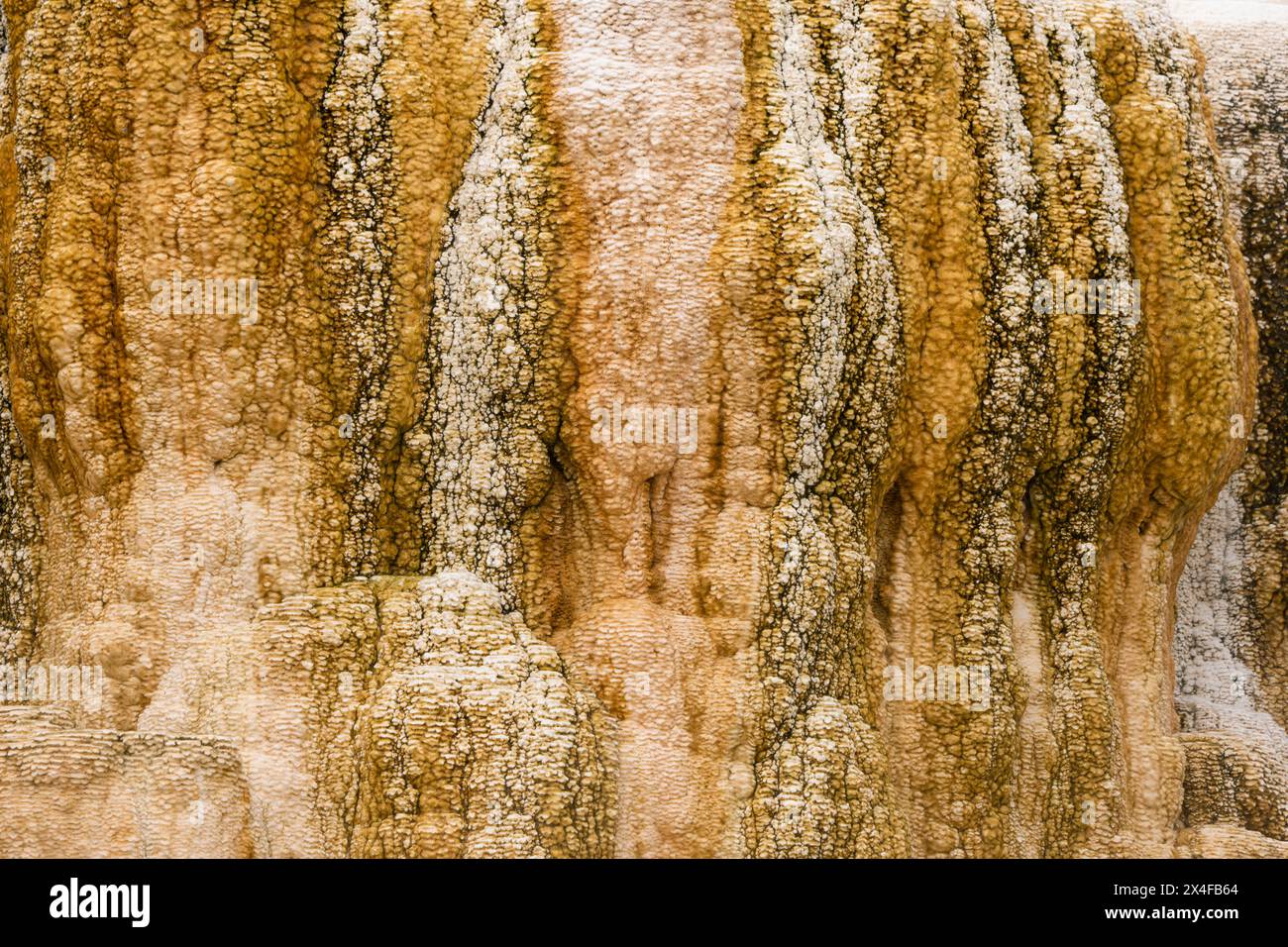 USA, Wyoming, Yellowstone National Park. Palette Hot Spring forms ...