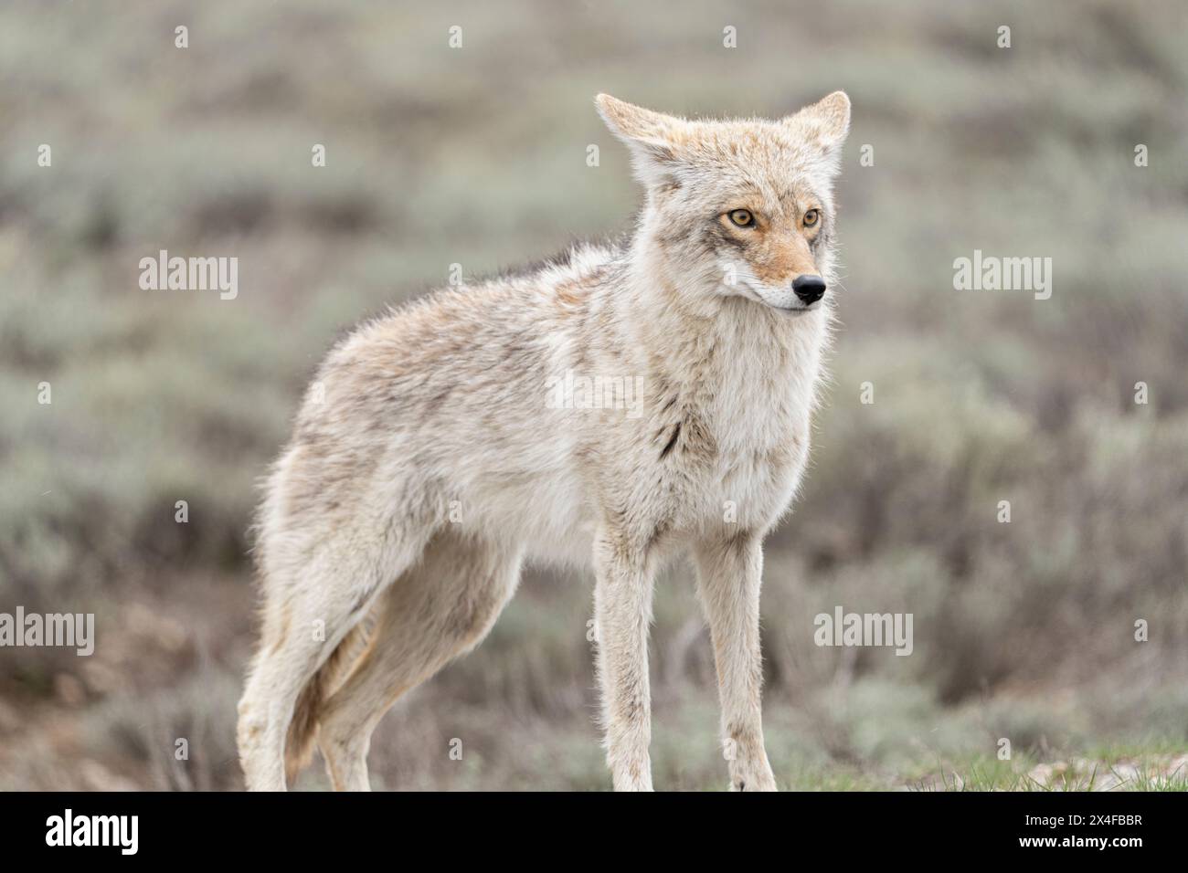 USA, Wyoming, Grand Teton National Park. Adult coyote close-up Stock ...