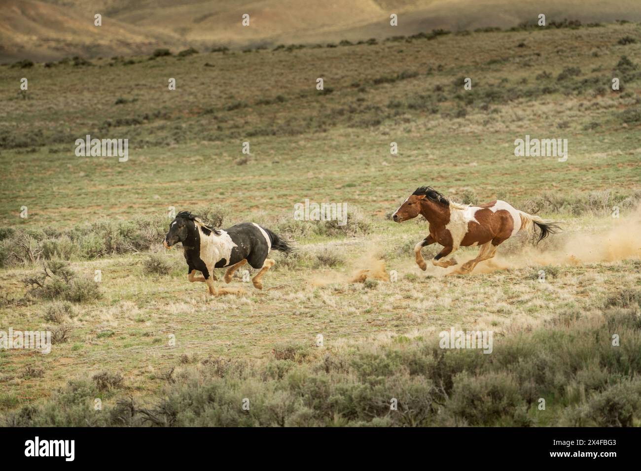 USA, Wyoming, McCullough Peaks Herd Management Area. Wild horse ...