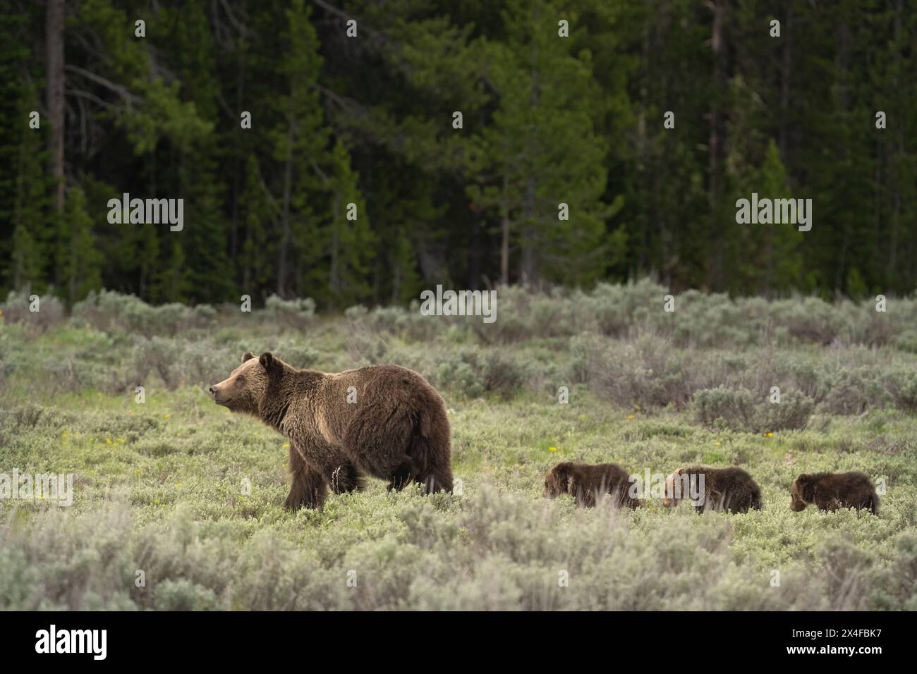 USA, Wyoming, Grand Teton National Park. Grizzly bear sow with cubs ...