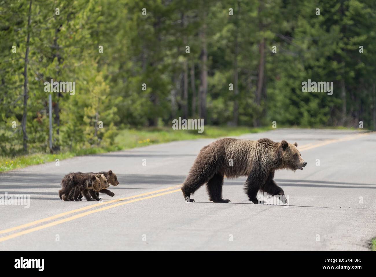 USA, Wyoming, Grand Teton National Park. Grizzly bear sow with cubs ...