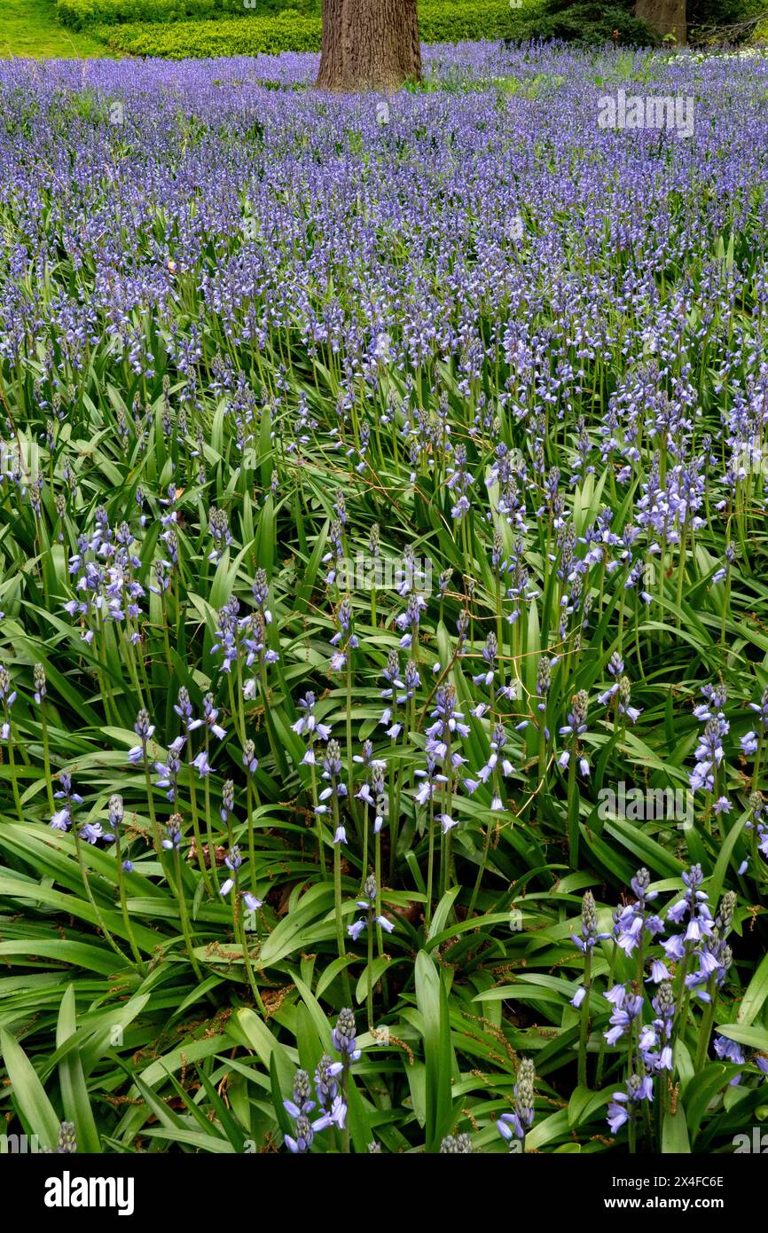 bluebells flowering in Spring, Brooklyn botanical gardens, Prospect ...