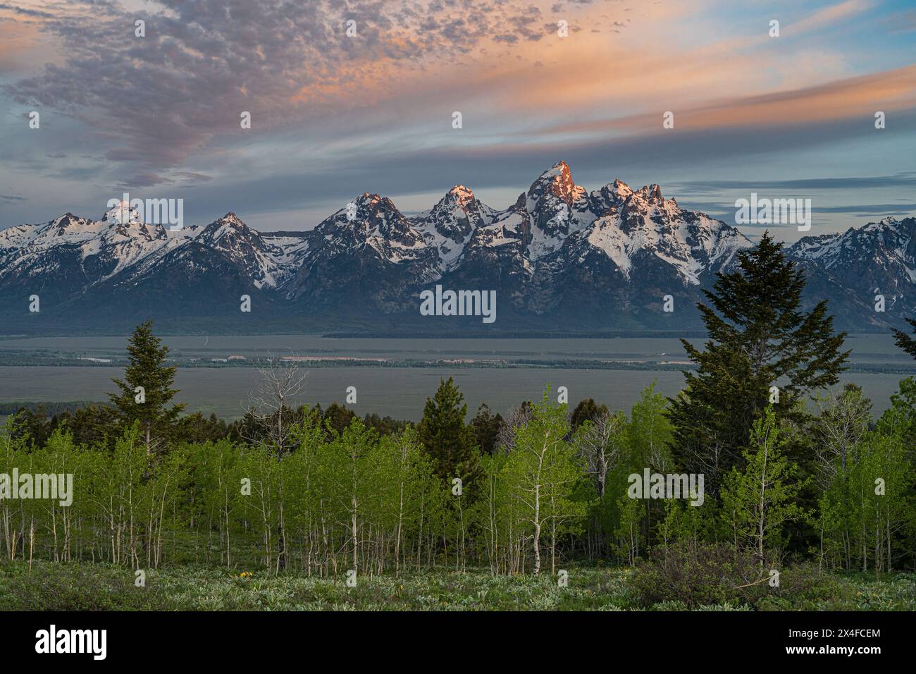 Aspen trees populus tremuloides teton hi-res stock photography and ...