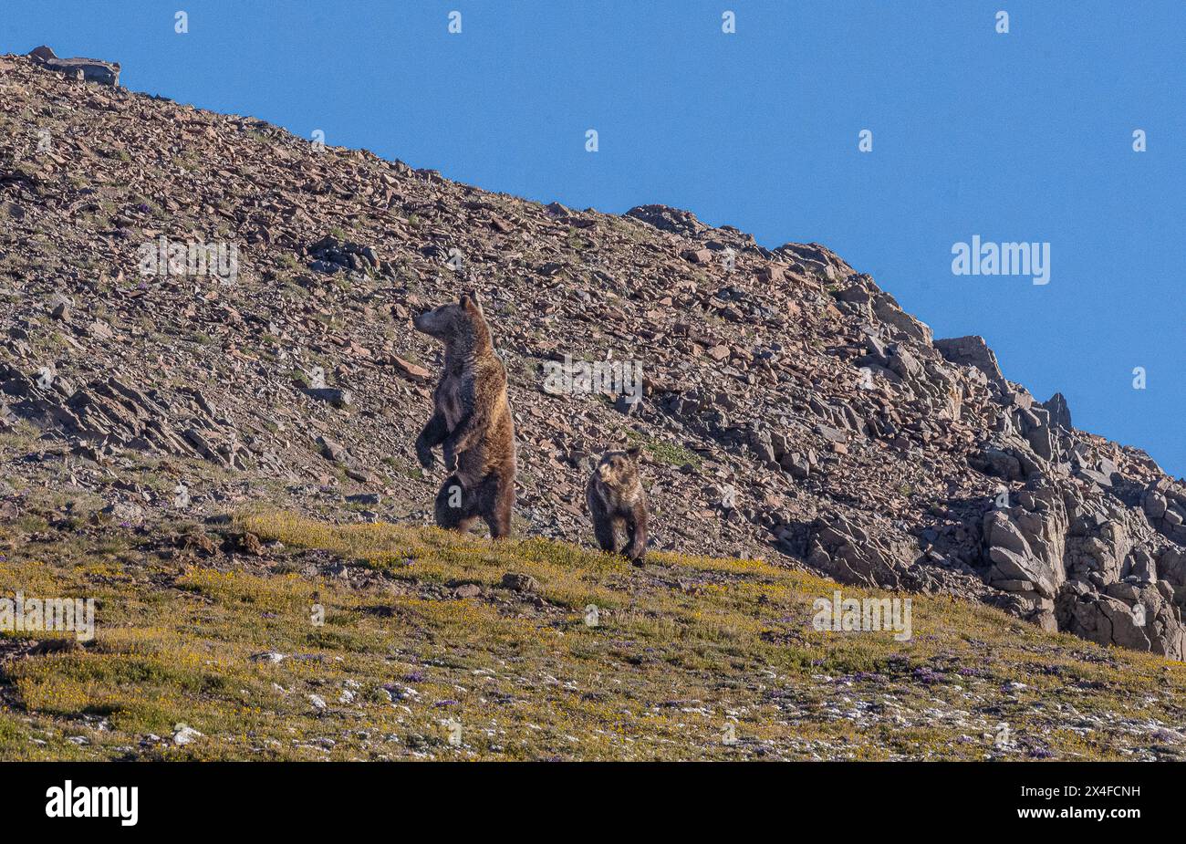 USA, Wyoming. Standing Sow Grizzly Bear and Cub of the Year, Absaroka ...