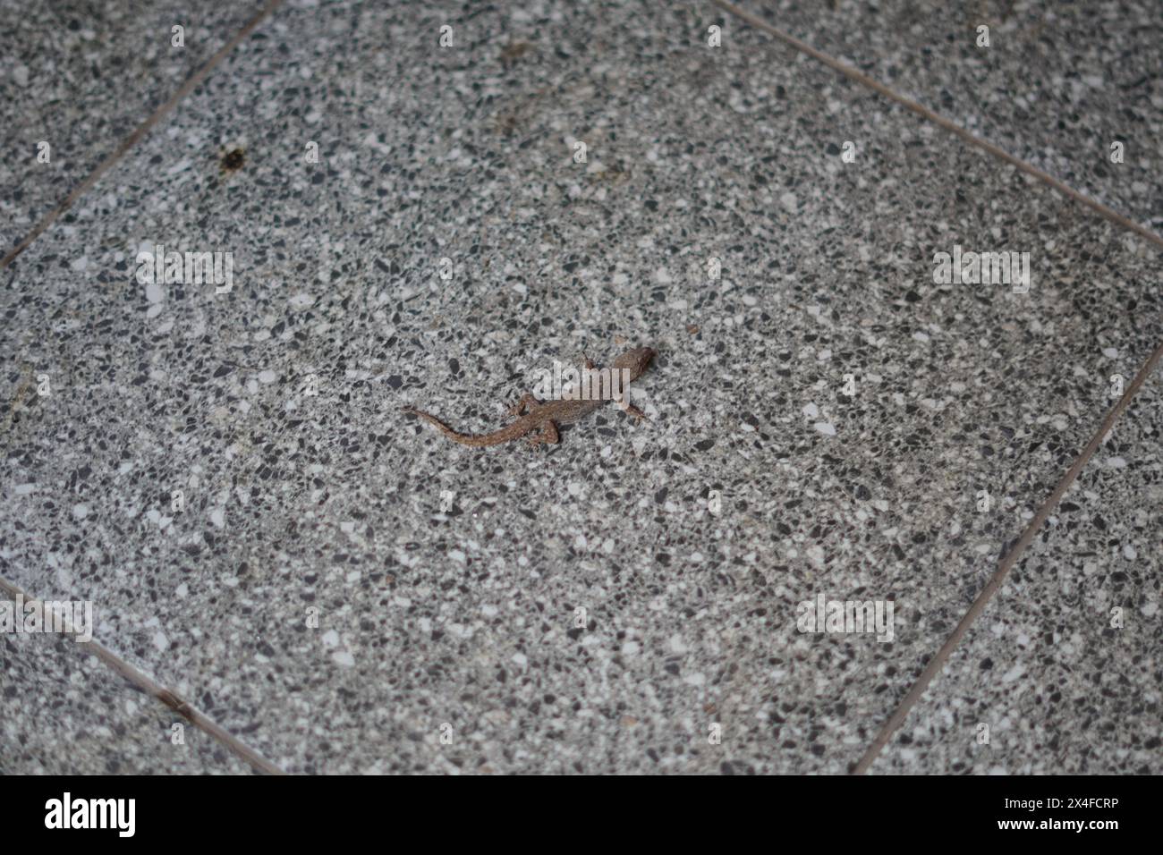 Gray lizards hi-res stock photography and images - Alamy