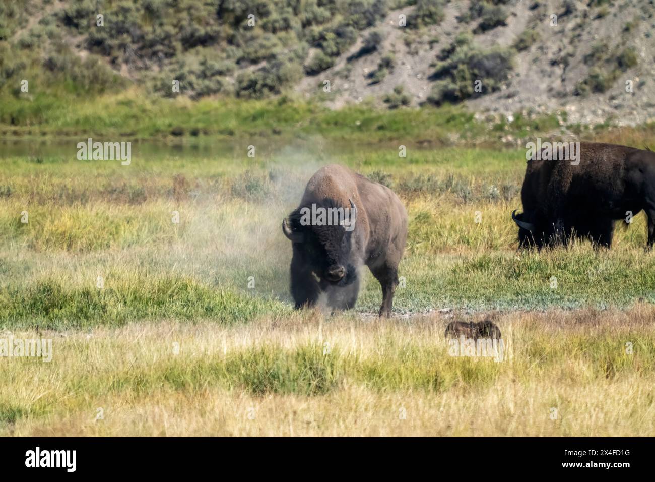 Yellowstone National Park, Wyoming, USA. Bison shaking after dust ...
