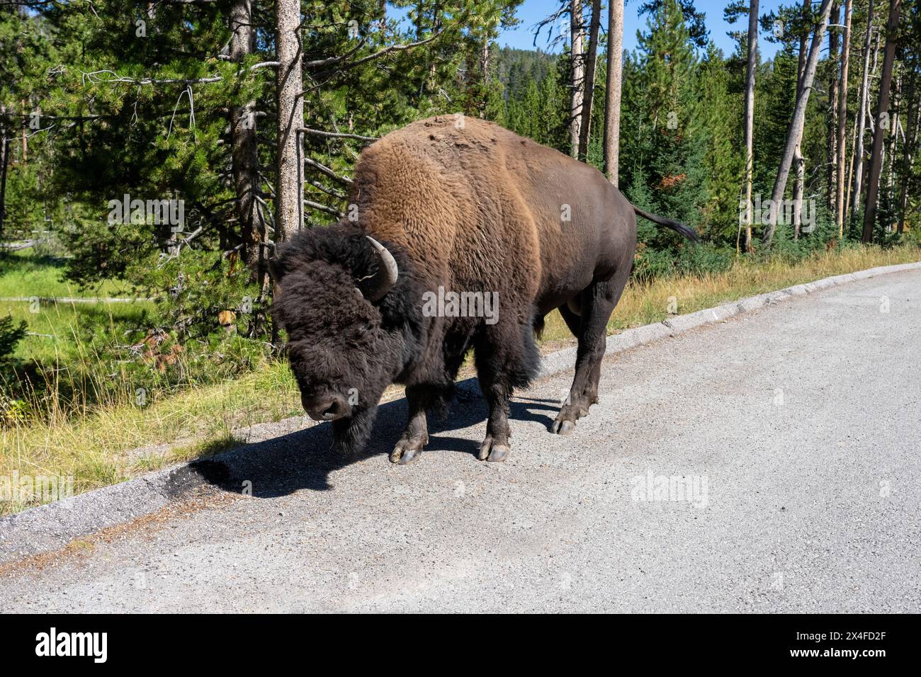 Walking by side of road hi-res stock photography and images - Alamy