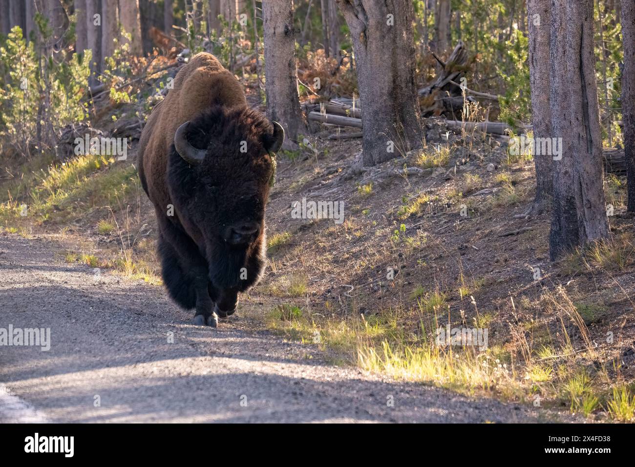 Yellowstone National Park, Wyoming, USA. Bison walking down a road ...