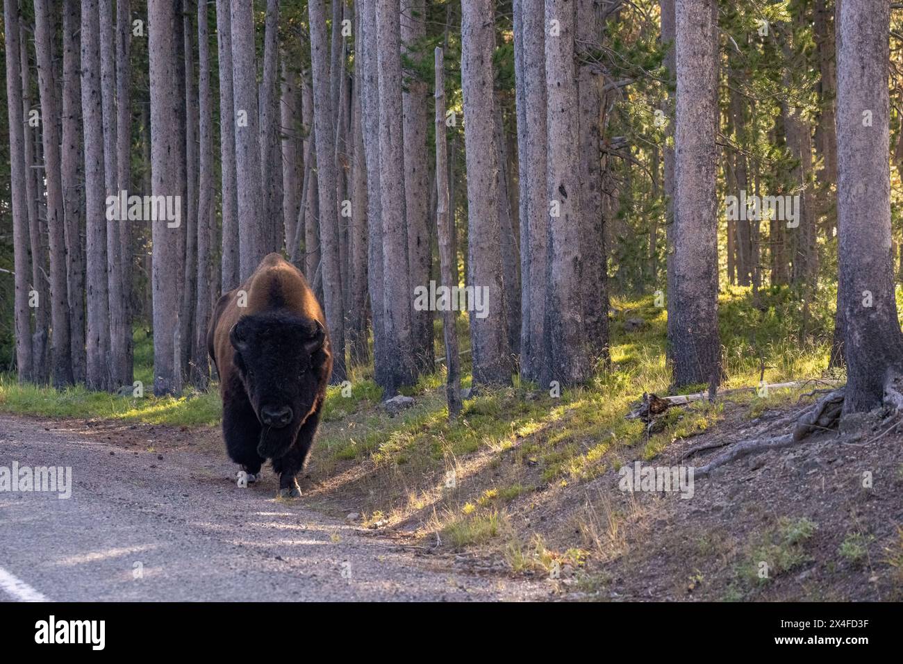 Yellowstone National Park, Wyoming, USA. Bison walking down a road ...