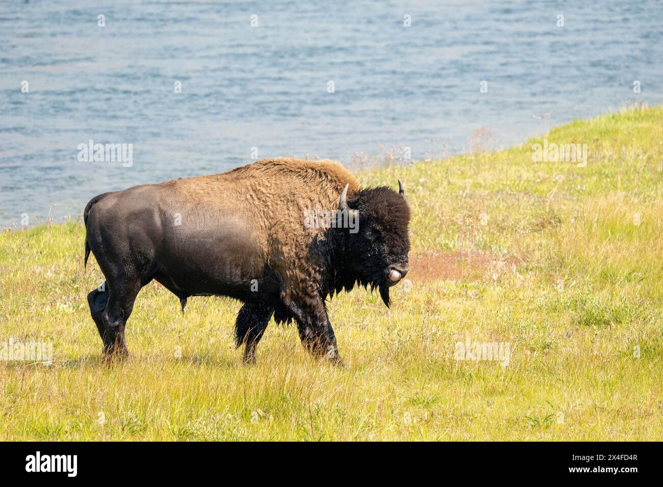 Yellowstone National Park, Wyoming, USA. Wet bison after swimming in ...