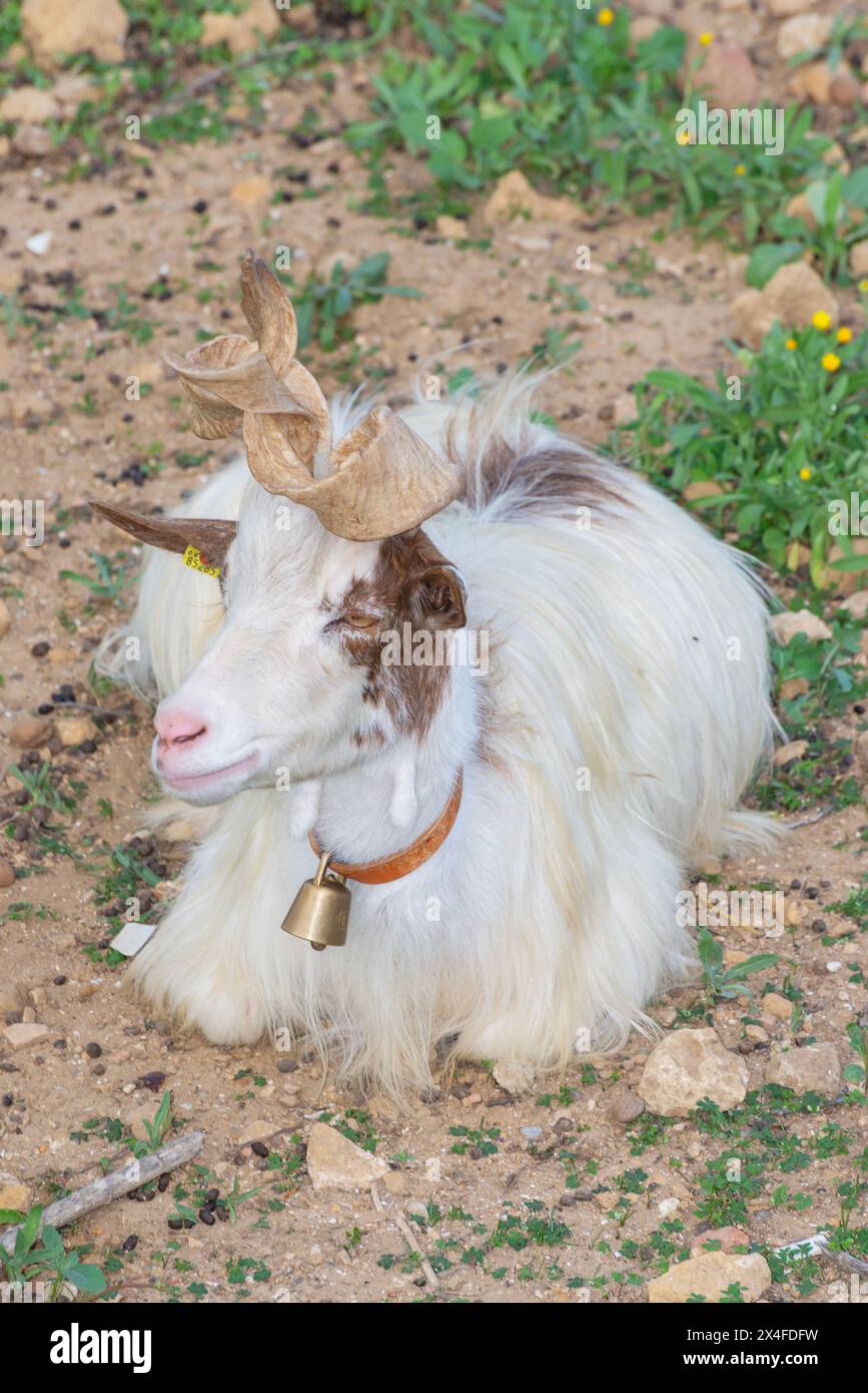 A rare Girgentana goat (Capra aegagrus hircus), Valley of the Temples ...