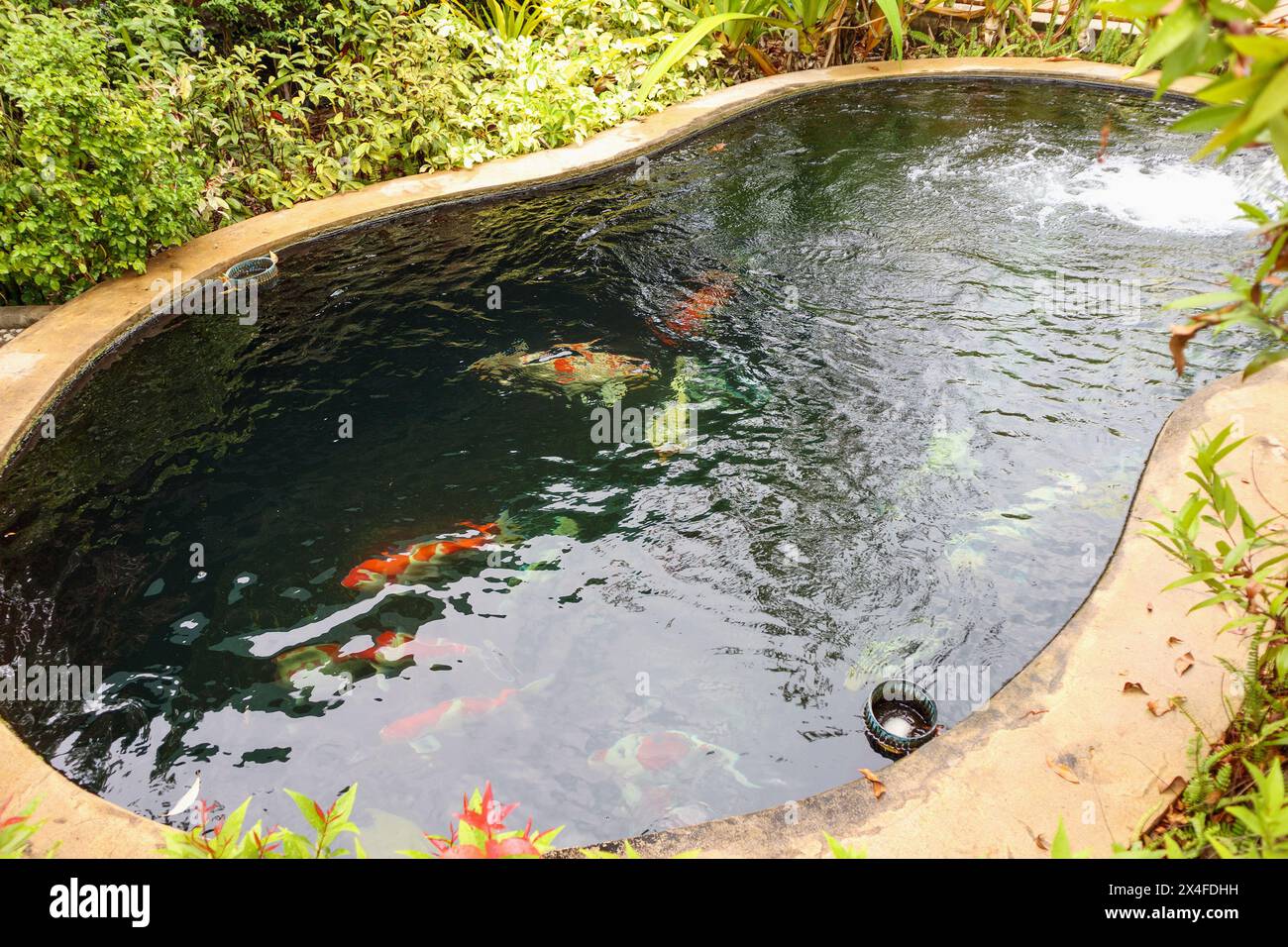 Colorful fishes backyard pond garden hi-res stock photography and ...
