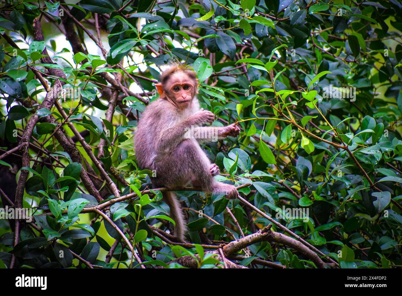 Baby monkey sitting on the tree at Courtallam area Tamil Nadu In India ...