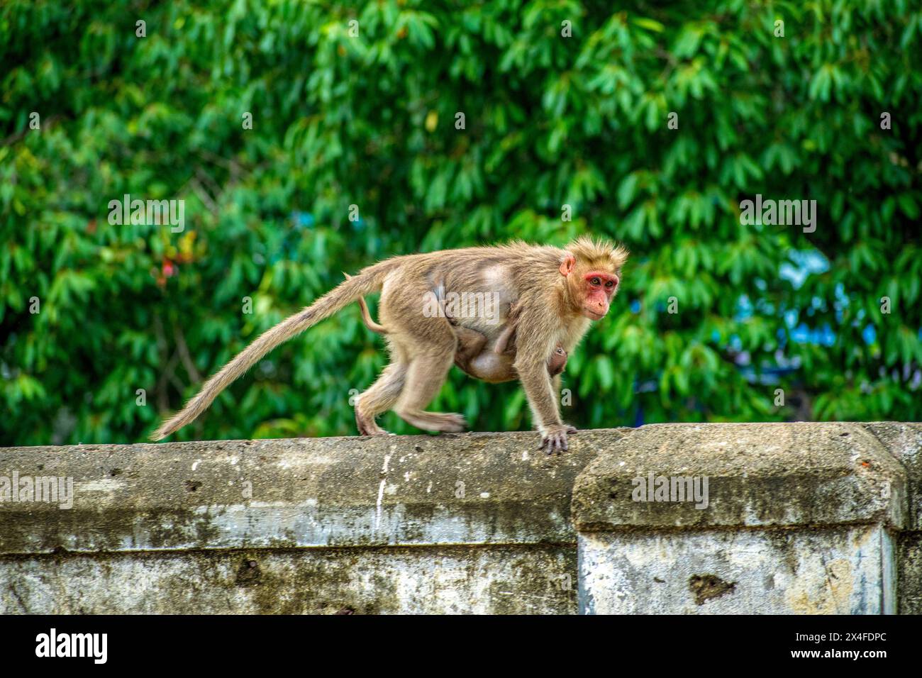 Monkey with baby walk on the wall at Courtallam area Tamil Nadu In ...
