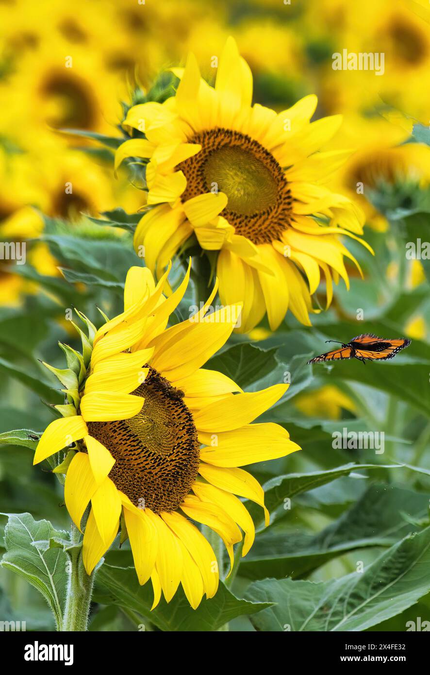 Monarch coming in for a landing in a field of sunflowers Stock Photo ...