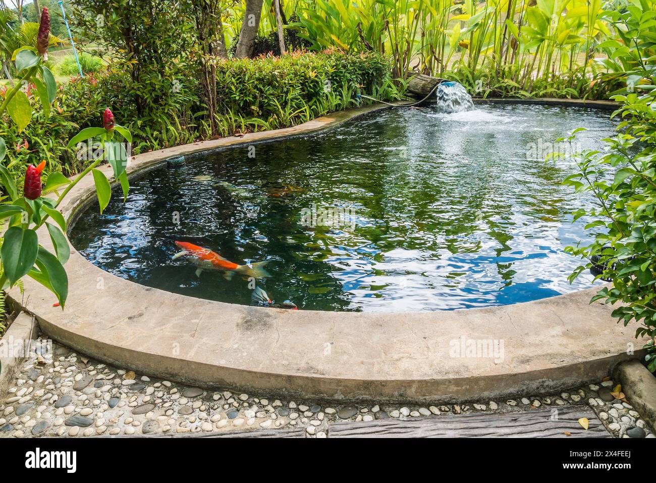 Residential koi pond hi-res stock photography and images - Alamy