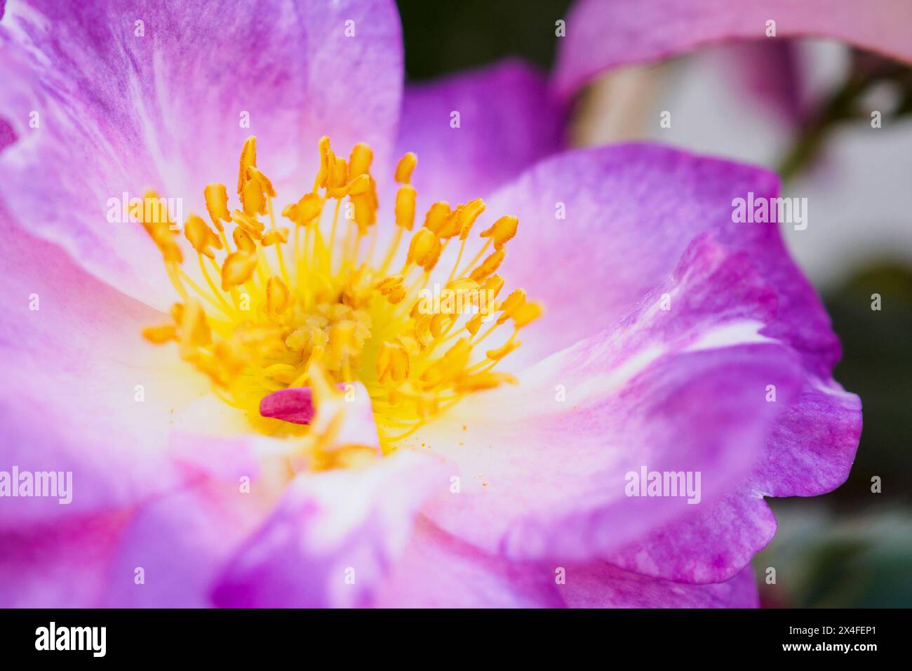 Beautiful wild roses in the garden Stock Photo - Alamy