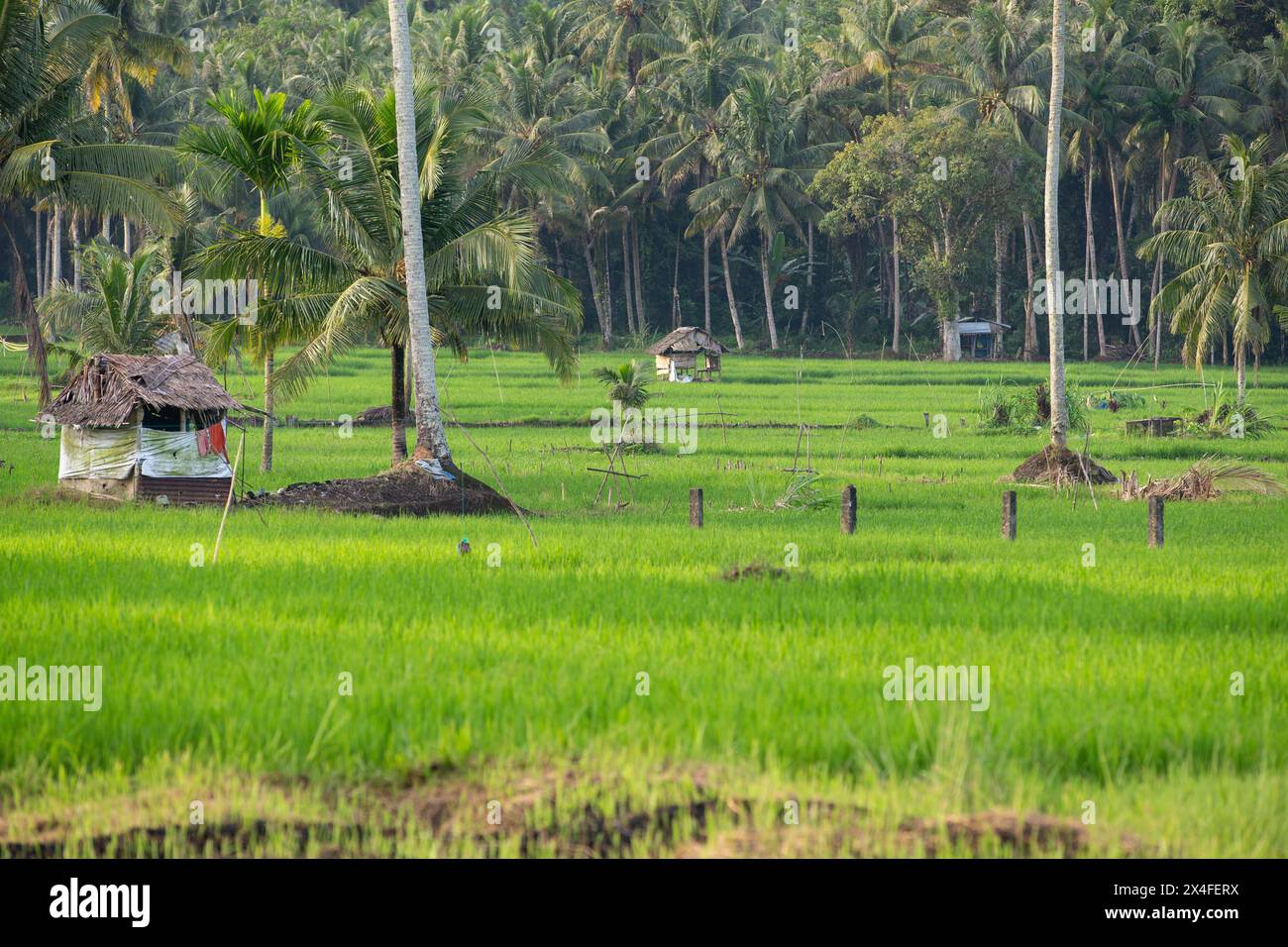 Paddy field, Nias, North Sumatra, Indonesia Stock Photo - Alamy