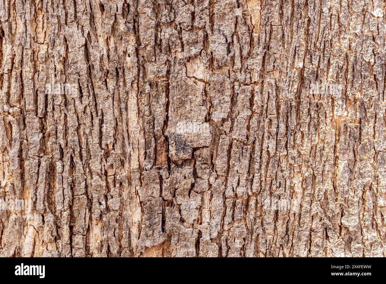 Tree bark texture background Stock Photo - Alamy