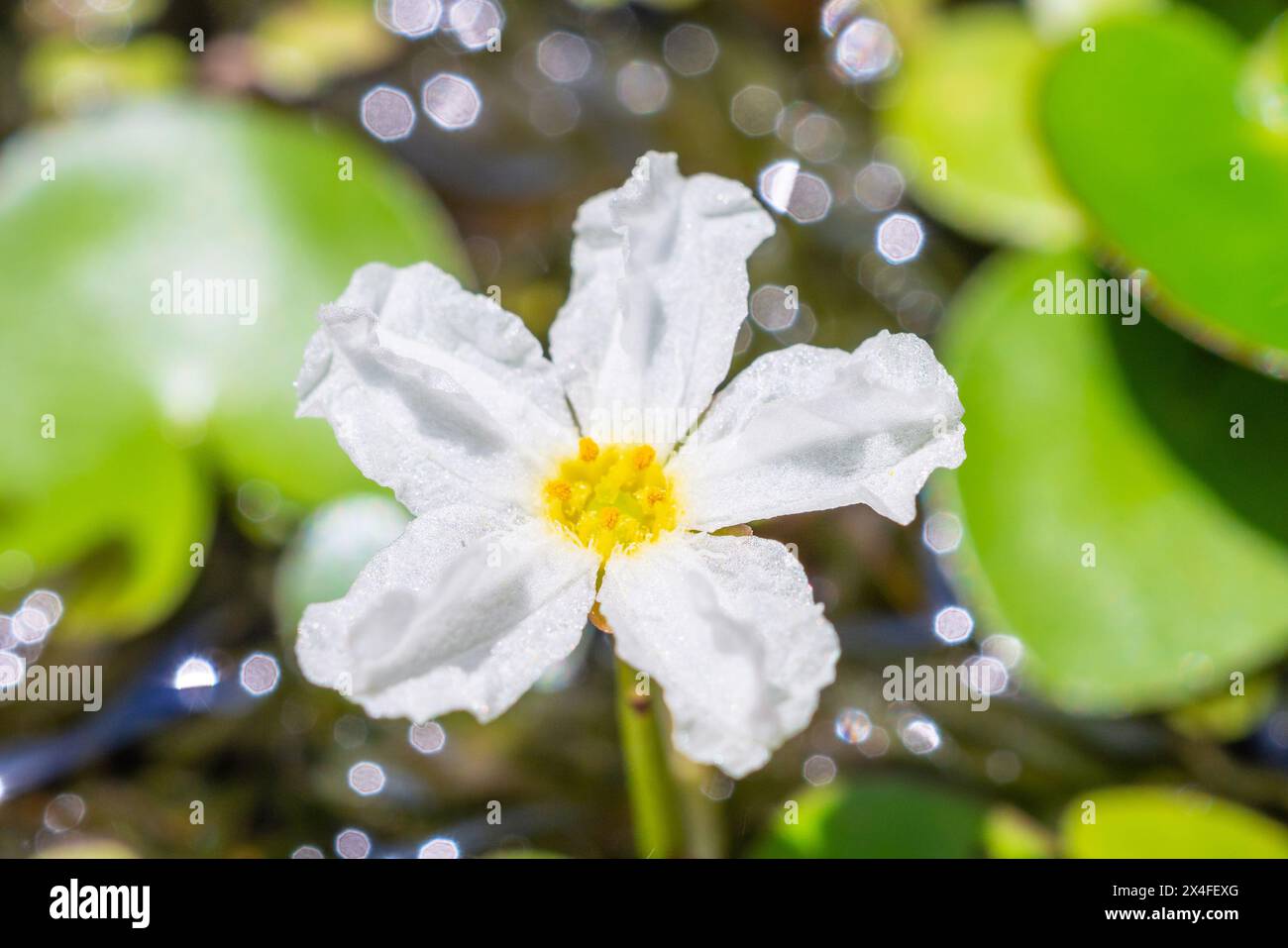 Flower of Water snowflake, banana plant lily and big floatingheart ...