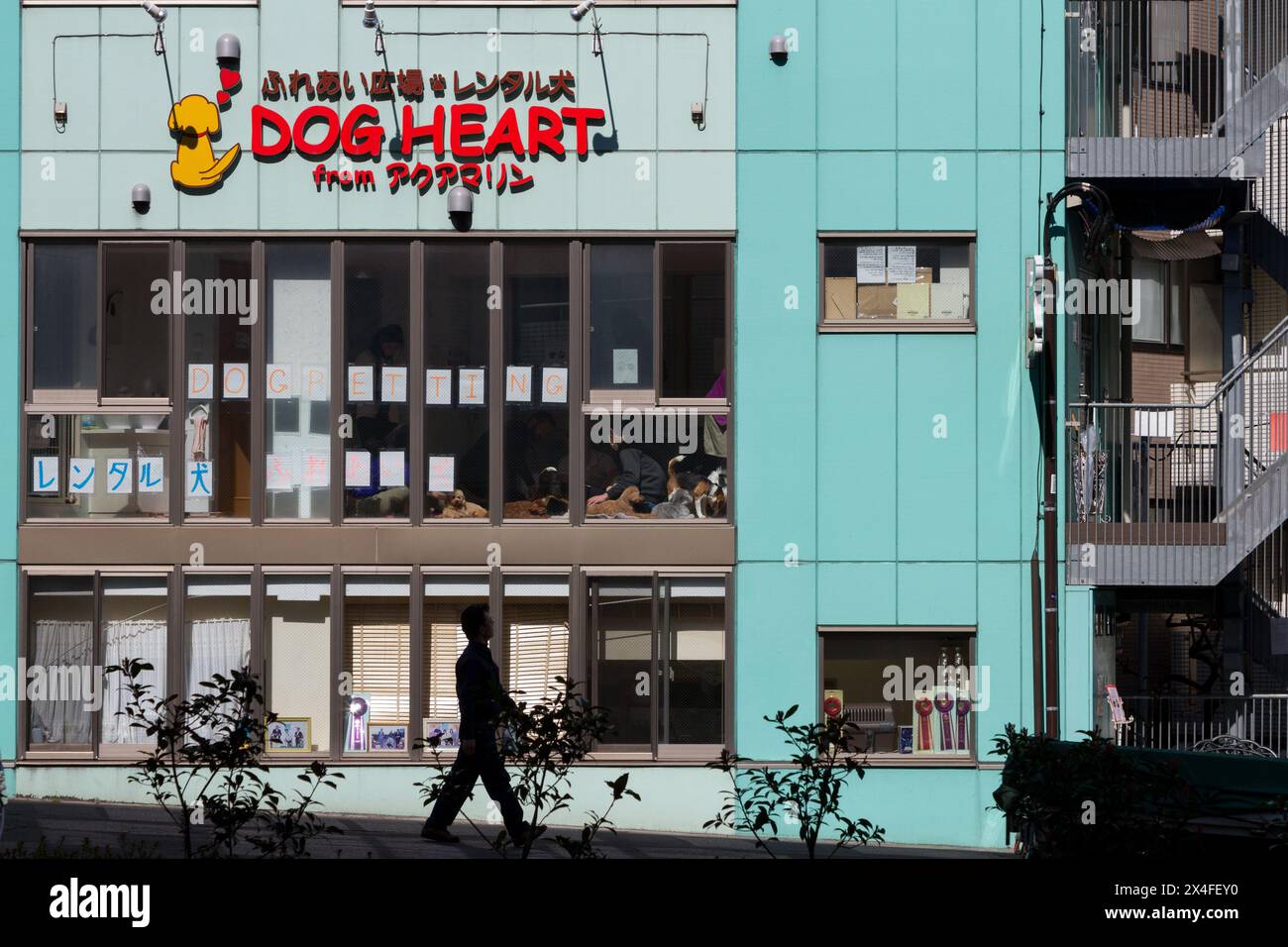 A dog-petting cafe in Shinjuku, Tokyo, Japan Stock Photo - Alamy
