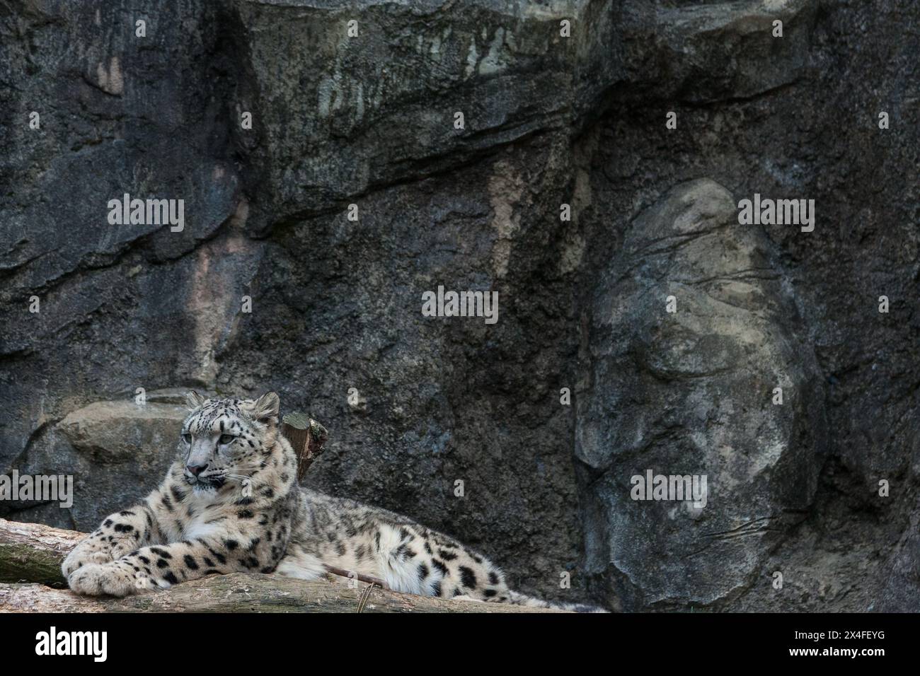 A rare snow leopard (Panthera uncia) in its enclosure at Tama Zoo, Hino ...