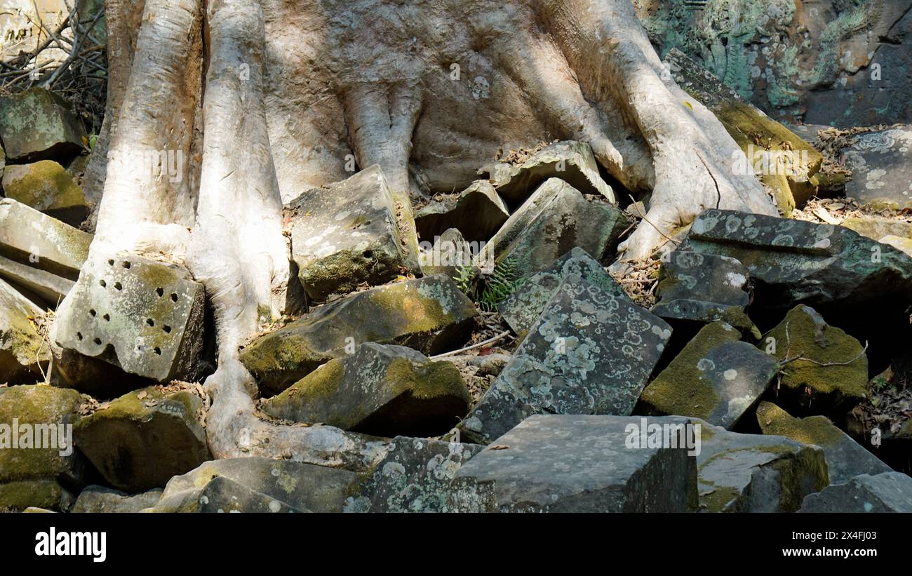 Ta Prohm Temple in Angkor Wat with huge trree roots Stock Photo - Alamy
