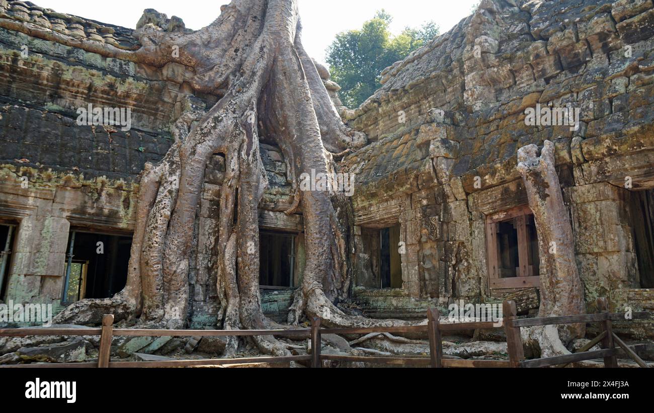 Ta Prohm Temple in Angkor Wat with huge trree roots Stock Photo - Alamy