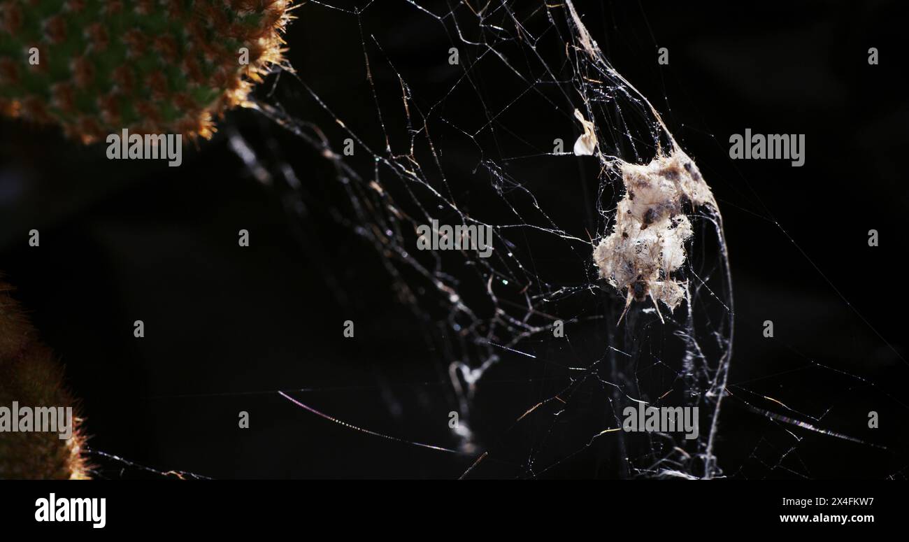 Abandoned spider’s web / cobweb, entangled within a prickly pear cactus ...