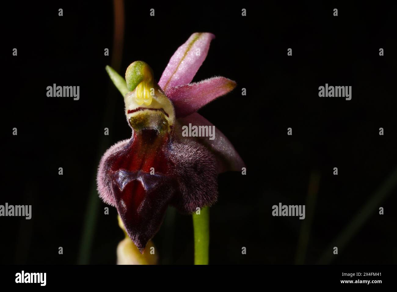 Elegant orchid (Ophrys elegans) in flower, a terrestrial orchid on ...