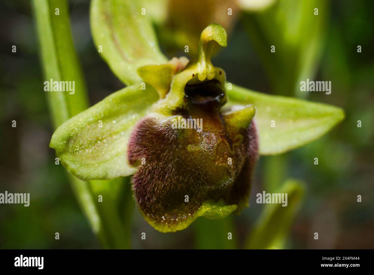Close-up of a flower of the terrestrial Levant orchid (Ophrys levantina ...