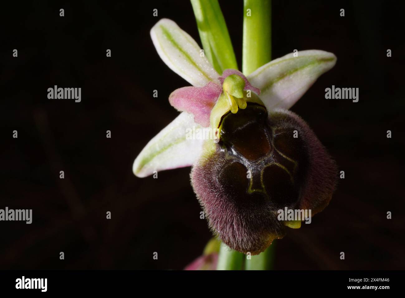 Flower of a hybrid bee orchid (Ophrys levantina x elegans), Cyprus ...