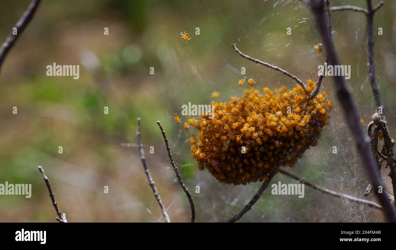 Hemisphere-shaped nest of silken threads with spiderlings of the cross ...
