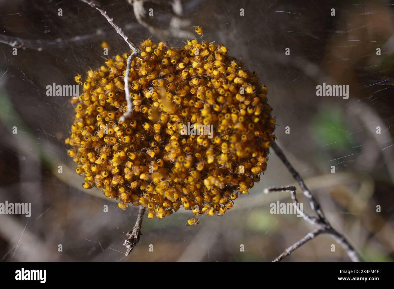 Spiderlings of the cross orb weaver spider (Araneus diadematus) in ...
