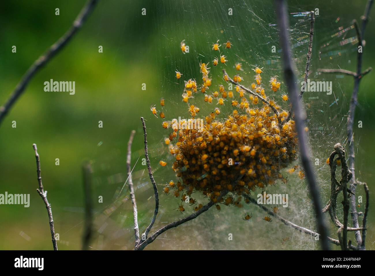 Spiderlings of the European garden spider (Araneus diadematus) in their ...