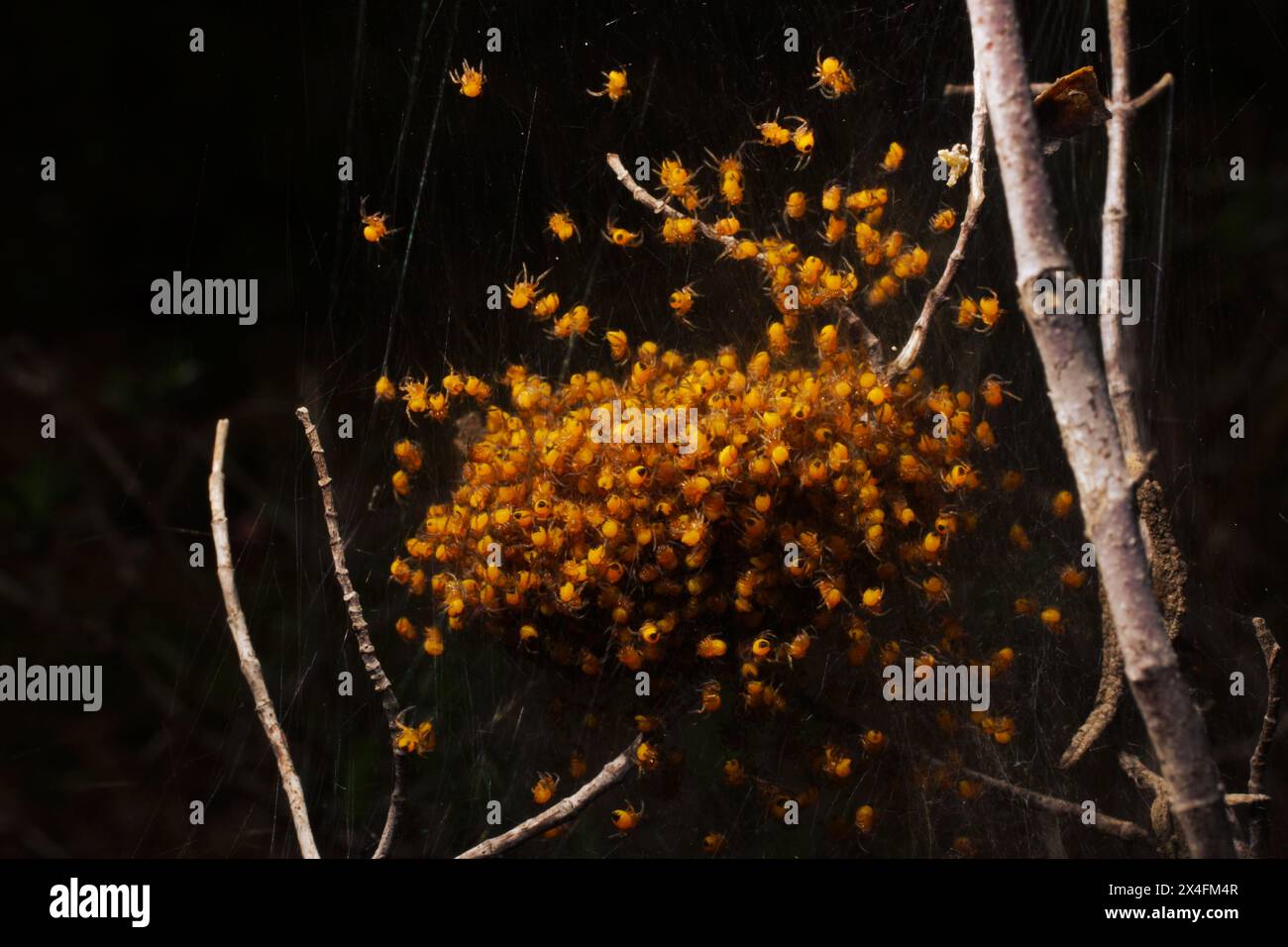 Spiderlings of the European garden spider (Araneus diadematus) in their ...