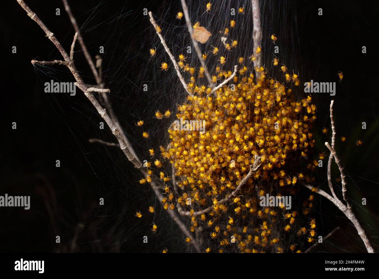 Spiderlings of the cross orb weaver spider (Araneus diadematus), Cyprus ...