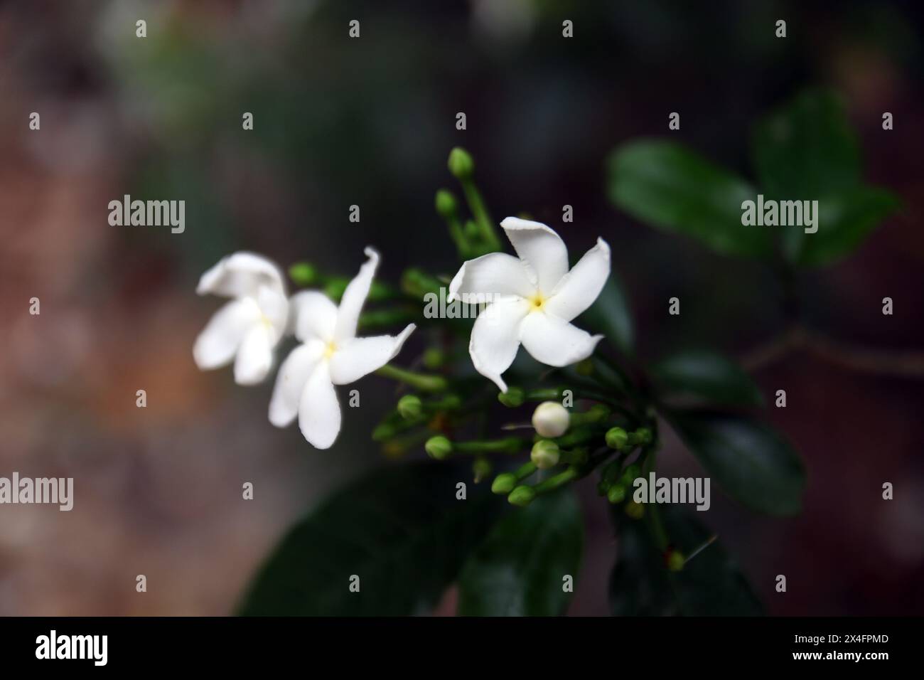 Bunga melati hi-res stock photography and images - Alamy