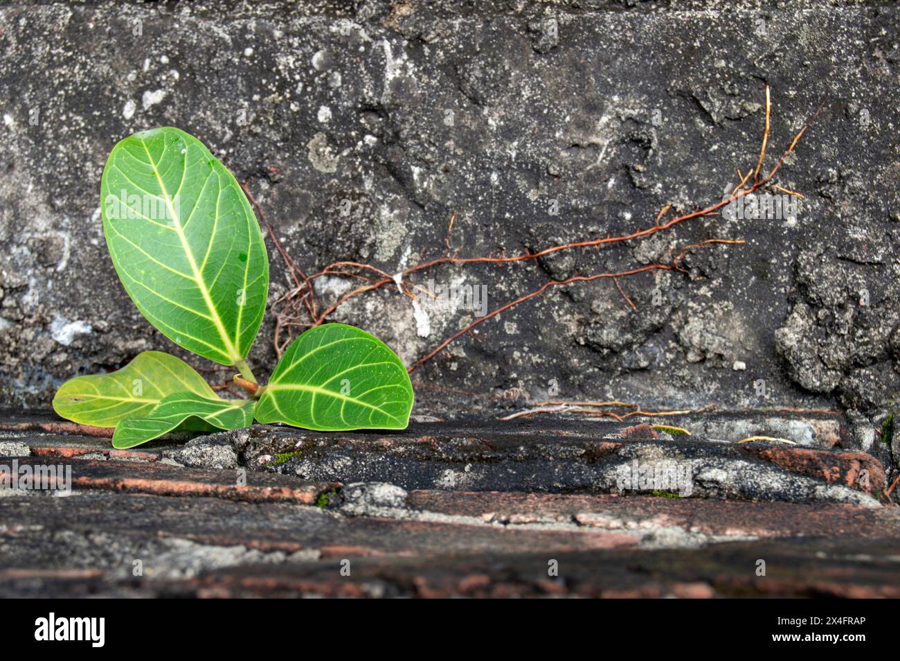 Small Banyan tree Growing up from boundaries between floor and concrete ...